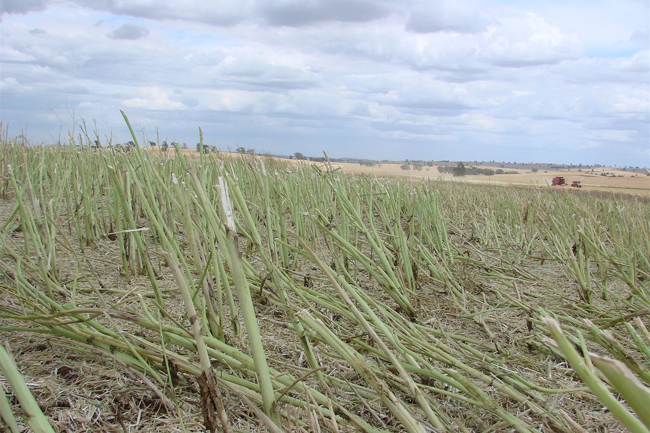 Check for blackleg in canola - ABC News