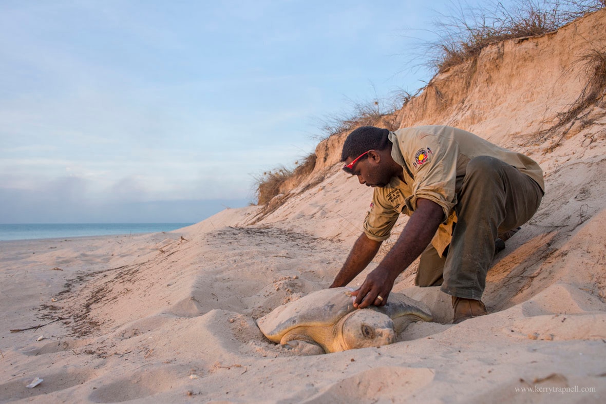 Indigenous rangers say tourists with no respect destroying turtle nests ...