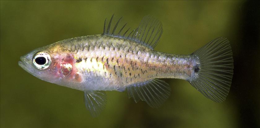 Thousands of tiny fish disappear after floods - ABC News