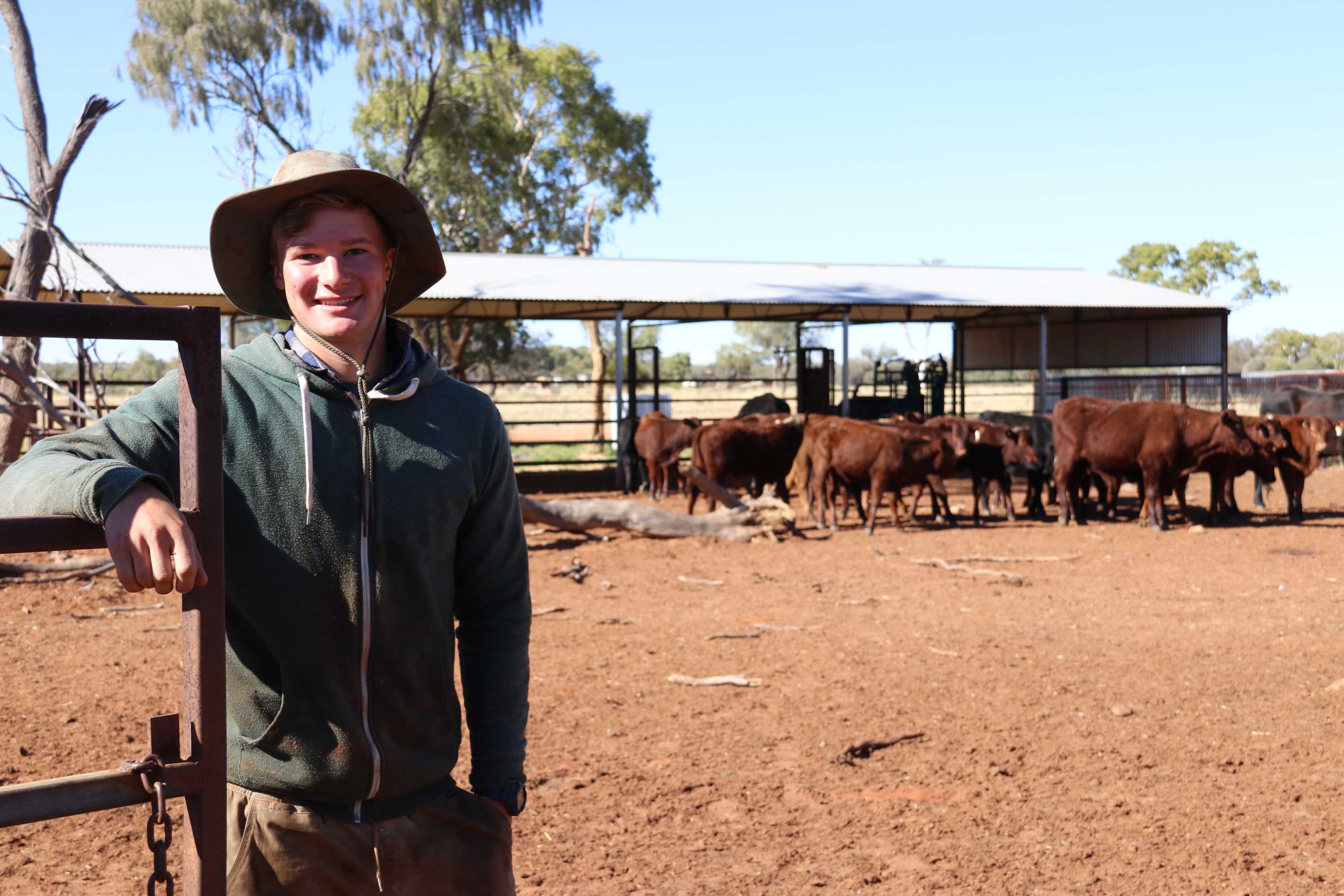 20-year-old German dairy farmer trades small herd for large NT cattle ...