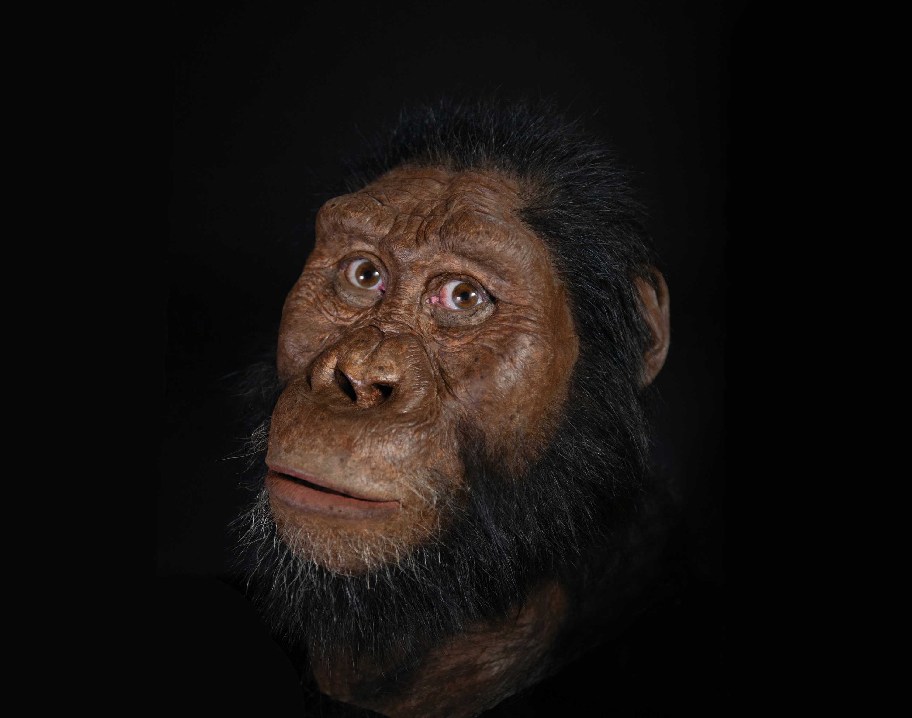 Ancient fossil skull discovered in Ethiopia fills critical gap in human ...