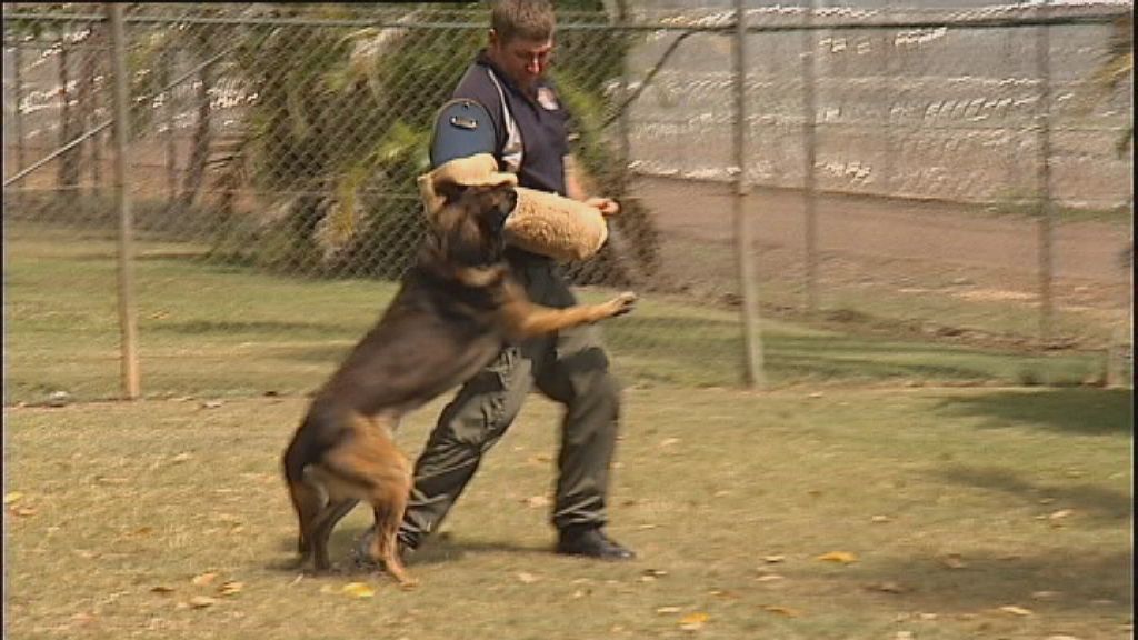 Prison dogs keeping drugs out of jails - ABC News