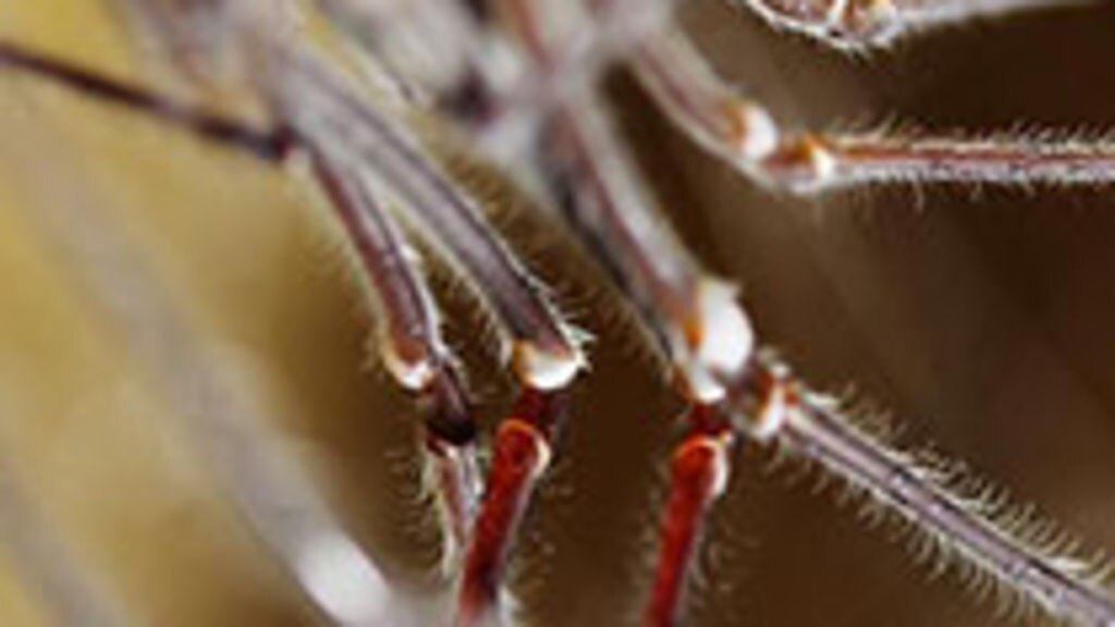 Tasmania's giant cave spiders star in a new documentary involving ...