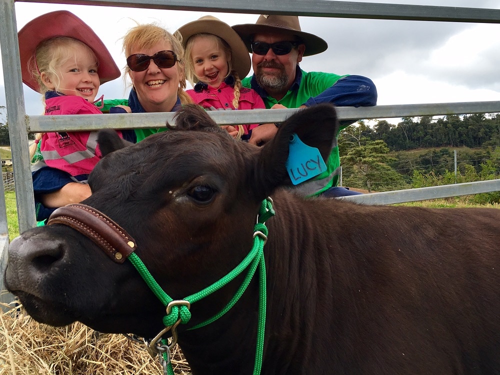 Little cows prove good, tasty things do come in small packages - ABC News