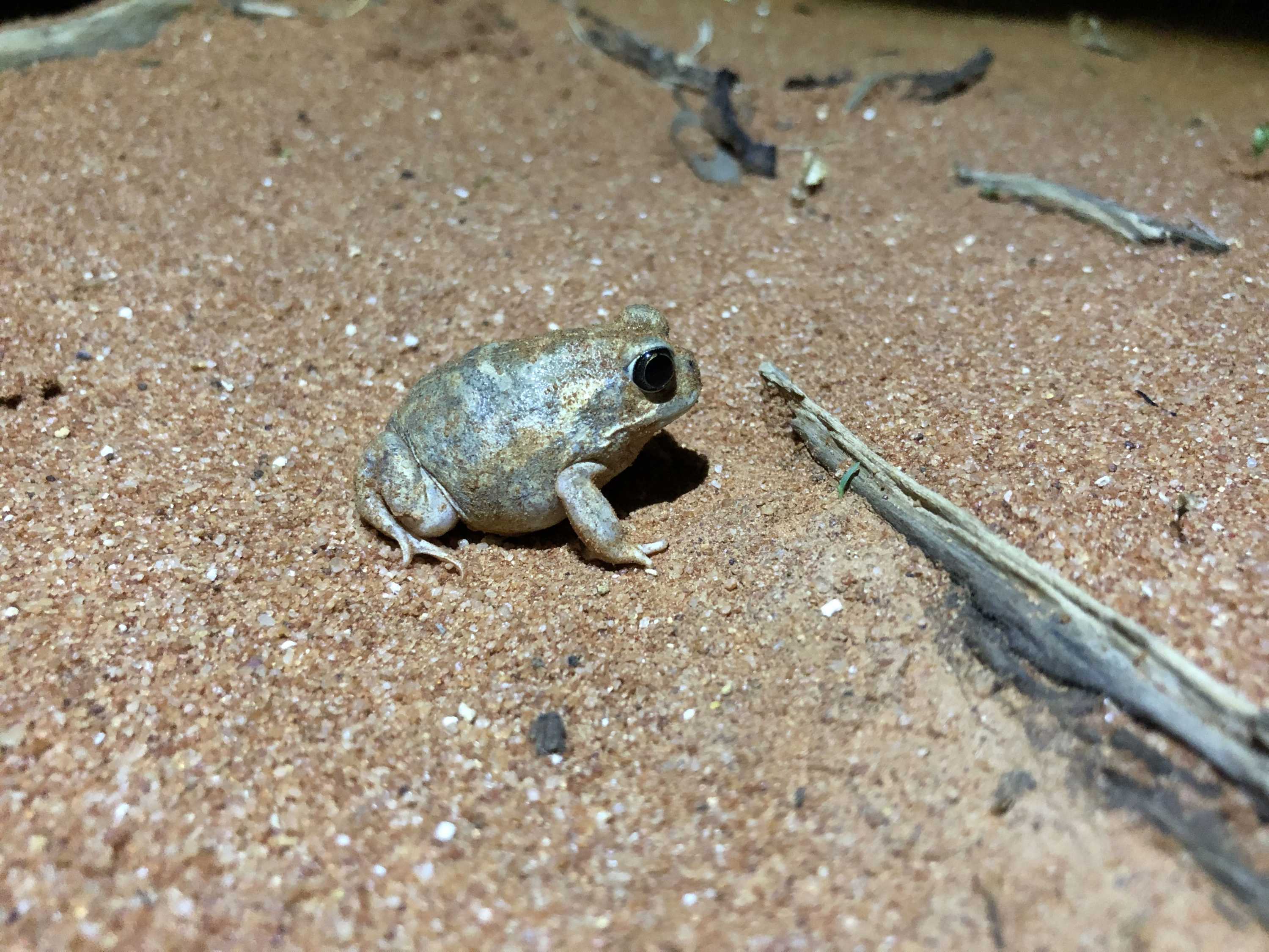 Desert frogs resurface after months — and sometimes years — underground ...