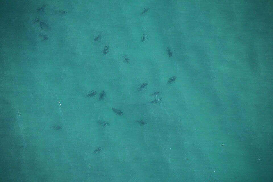 Surfers under fire for ignoring warning of dozens of bull sharks at ...