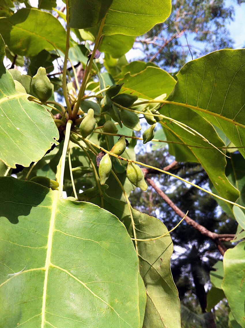 Top End Indigenous community getting ready to capitalise on bumper ...