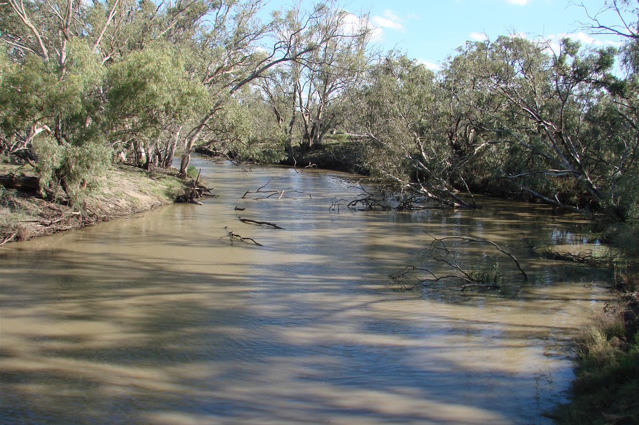 Irrigators say $60m lost from Lachlan Valley in environmental flows ...