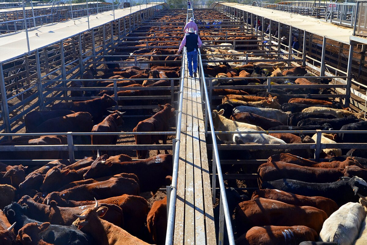 Cattle saleyards prove a hit with tourists in Queensland's outback ...