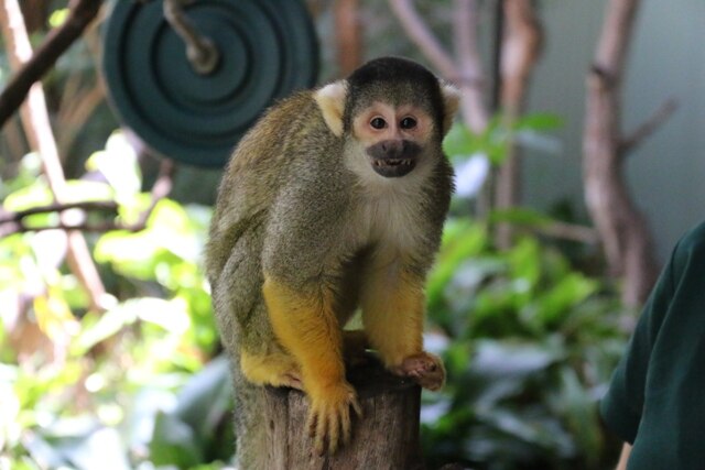 Breeding hopes as 'mischievous' coatis and endangered tamarins join ...