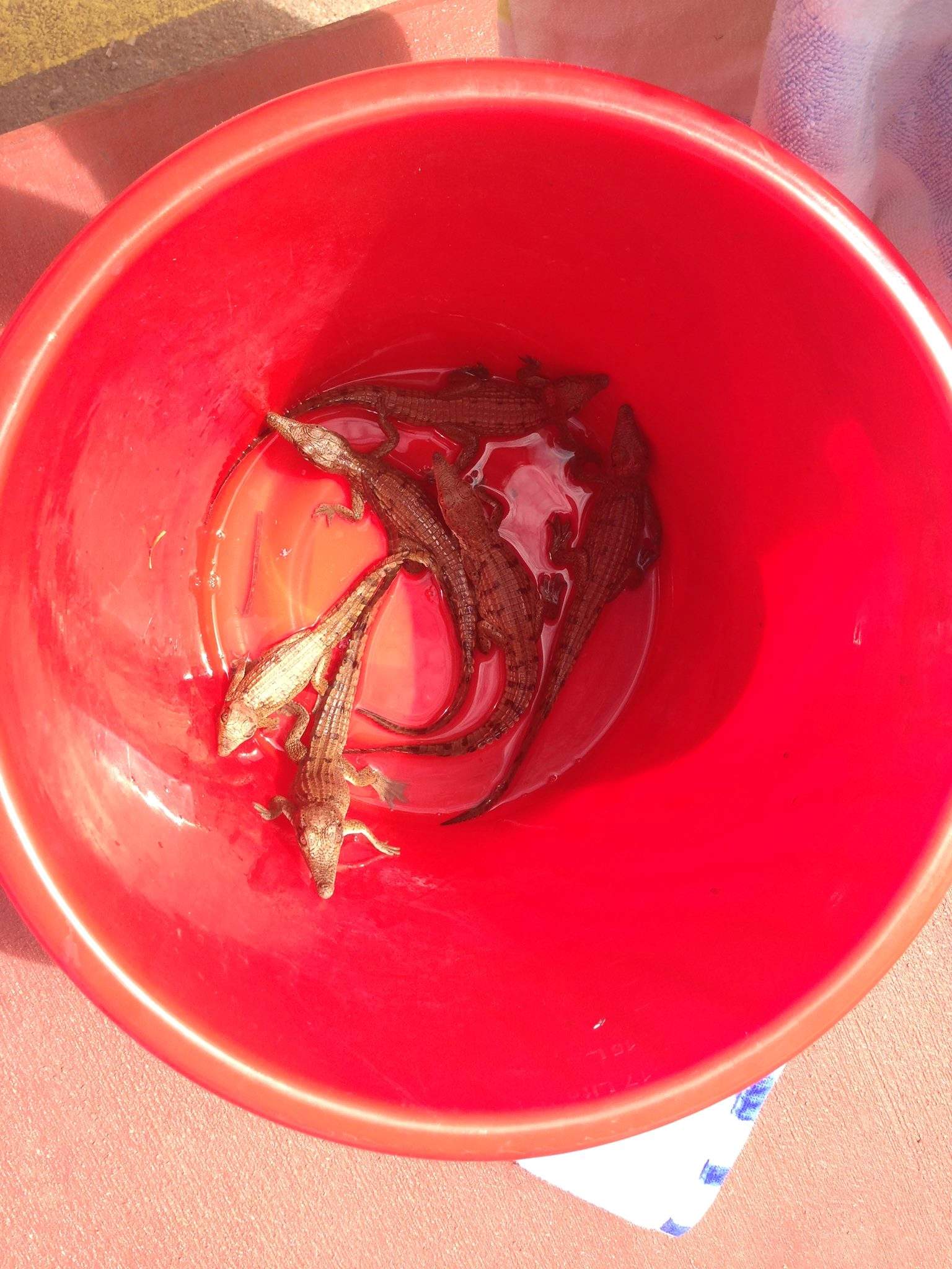 Swimmers shocked as nine baby crocodiles found in Mt Isa pool - ABC News