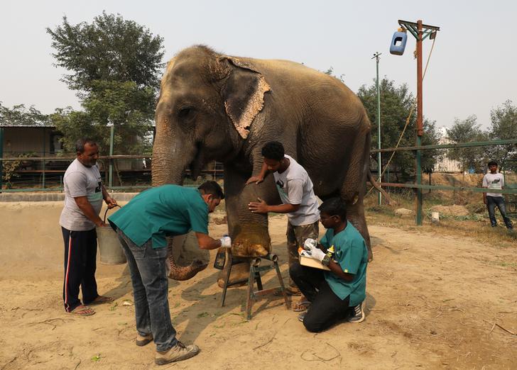 Meet the elephants being nursed back to health at India's first ...