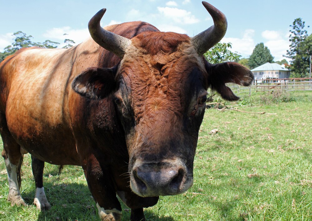 Sunshine Coast sanctuary: Saving cows from the slaughterhouse - ABC News