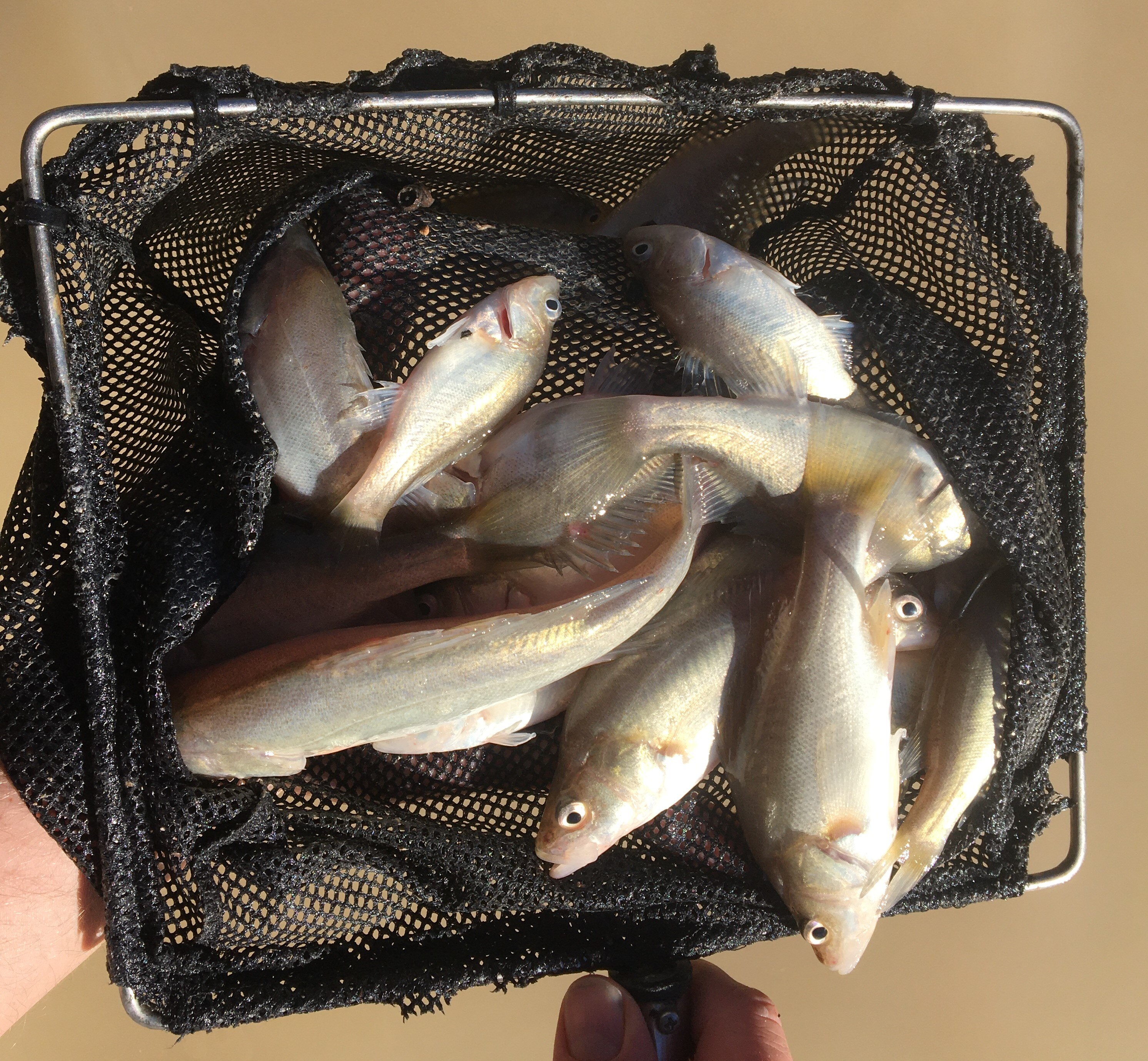 Murray cod, golden perch populations reviving slowly with flowing ...