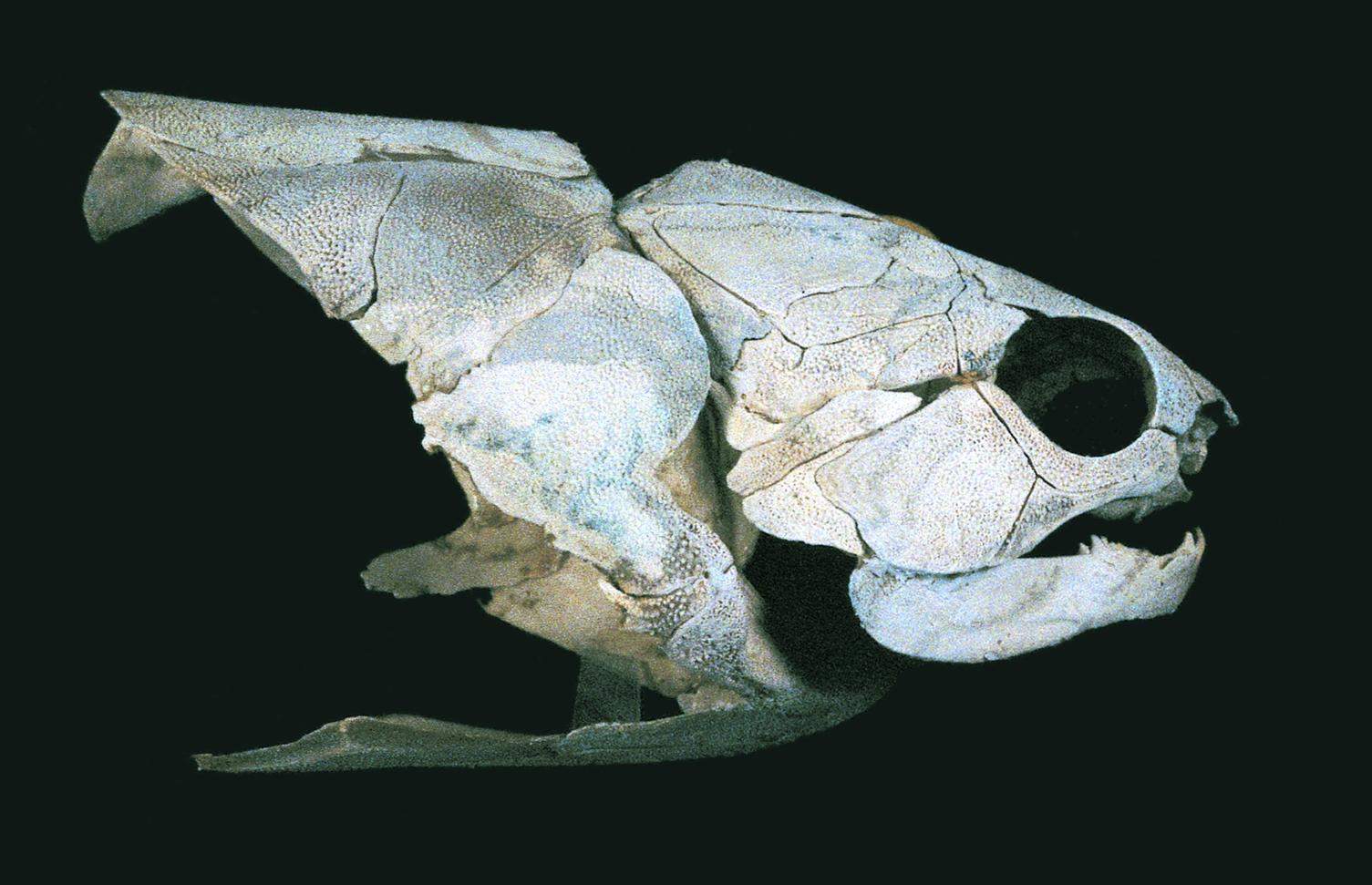 Scientists amazed by 'fish with abs' - ABC News