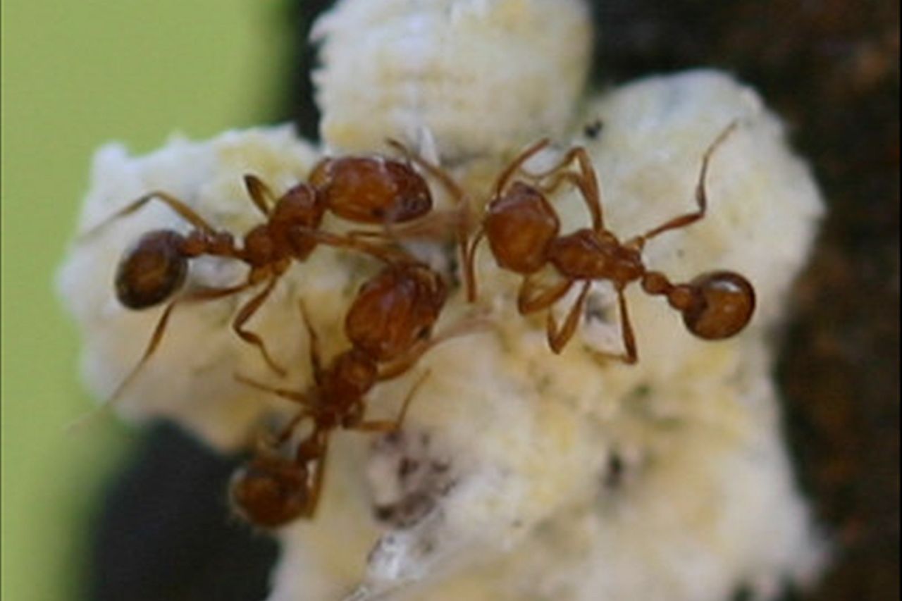 Dead ant: Tiwi Islands pull off world's biggest ant eradication - ABC News
