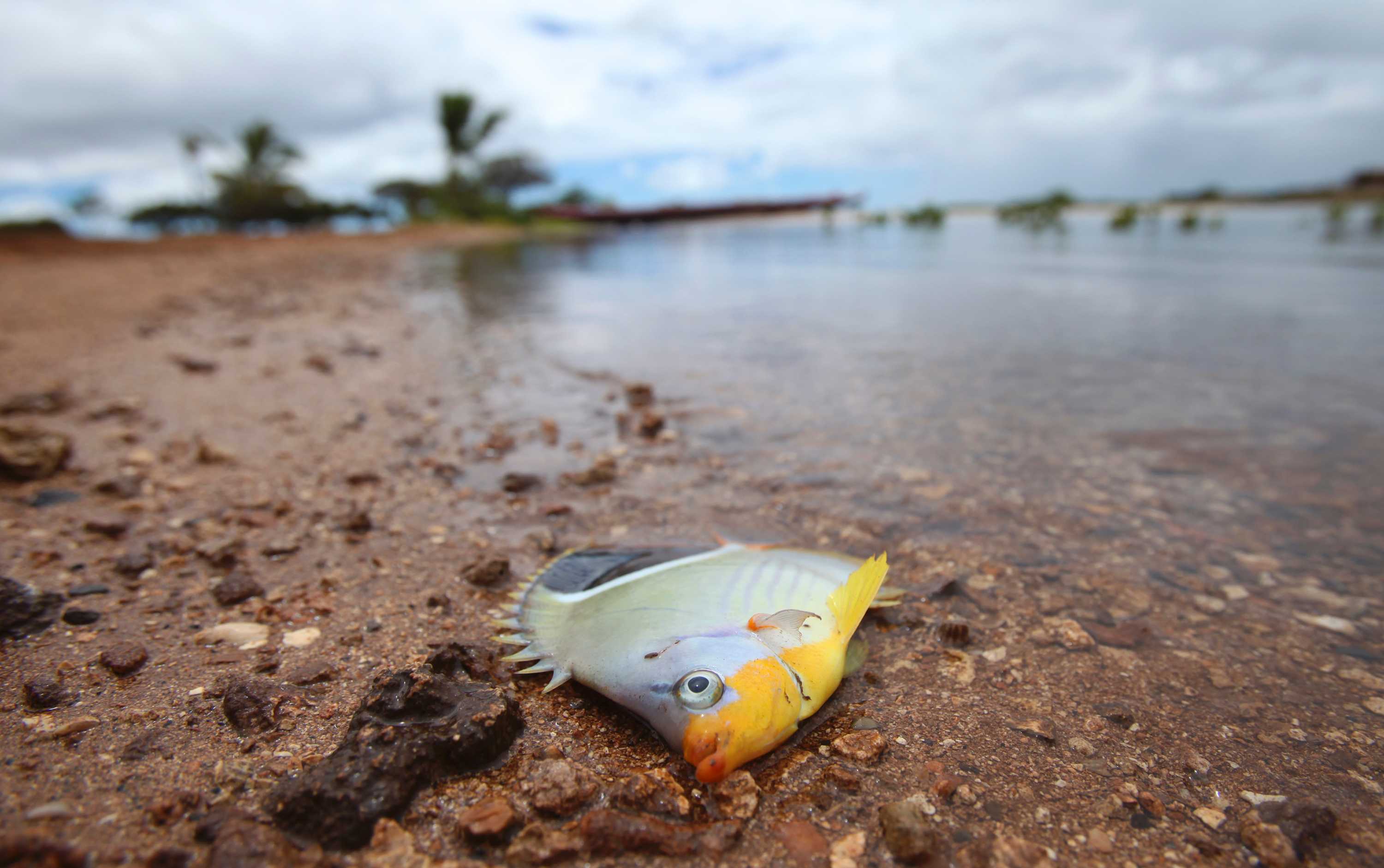 Hawaiian swimmers told to avoid water near Honolulu Harbour following ...