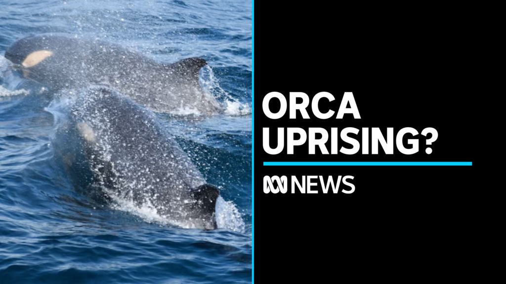 Sand dunes started disappearing at Geraldton's Point Moore during the 2020 winter. - ABC News