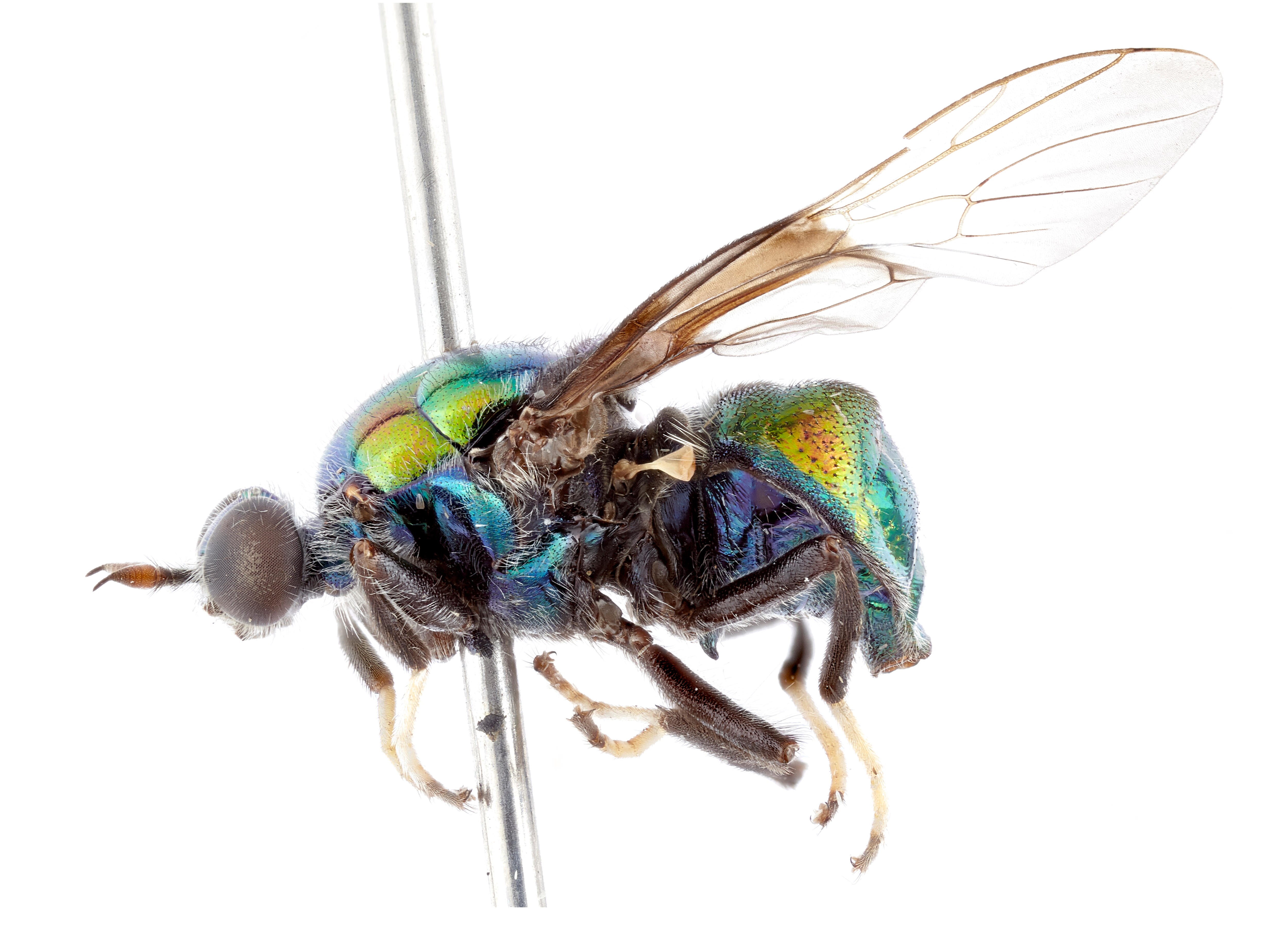 Soldier fly species with ‘legs for days’ named after US drag ‘glamazon ...