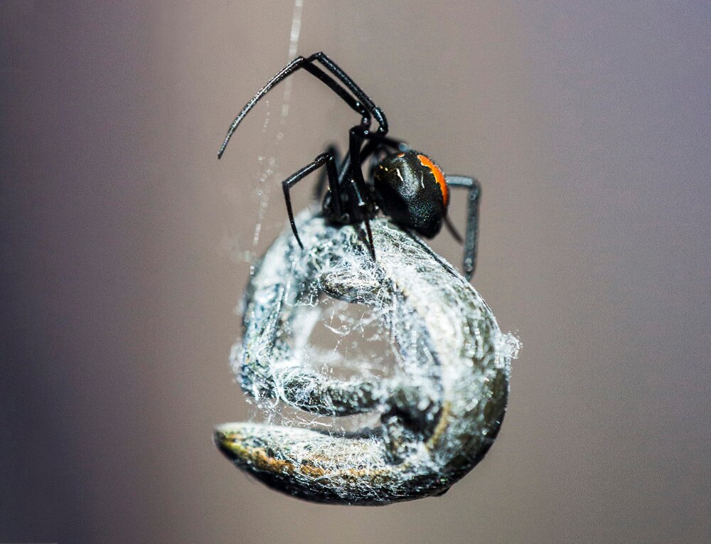 Untangling the web of fear around spiders - ABC listen