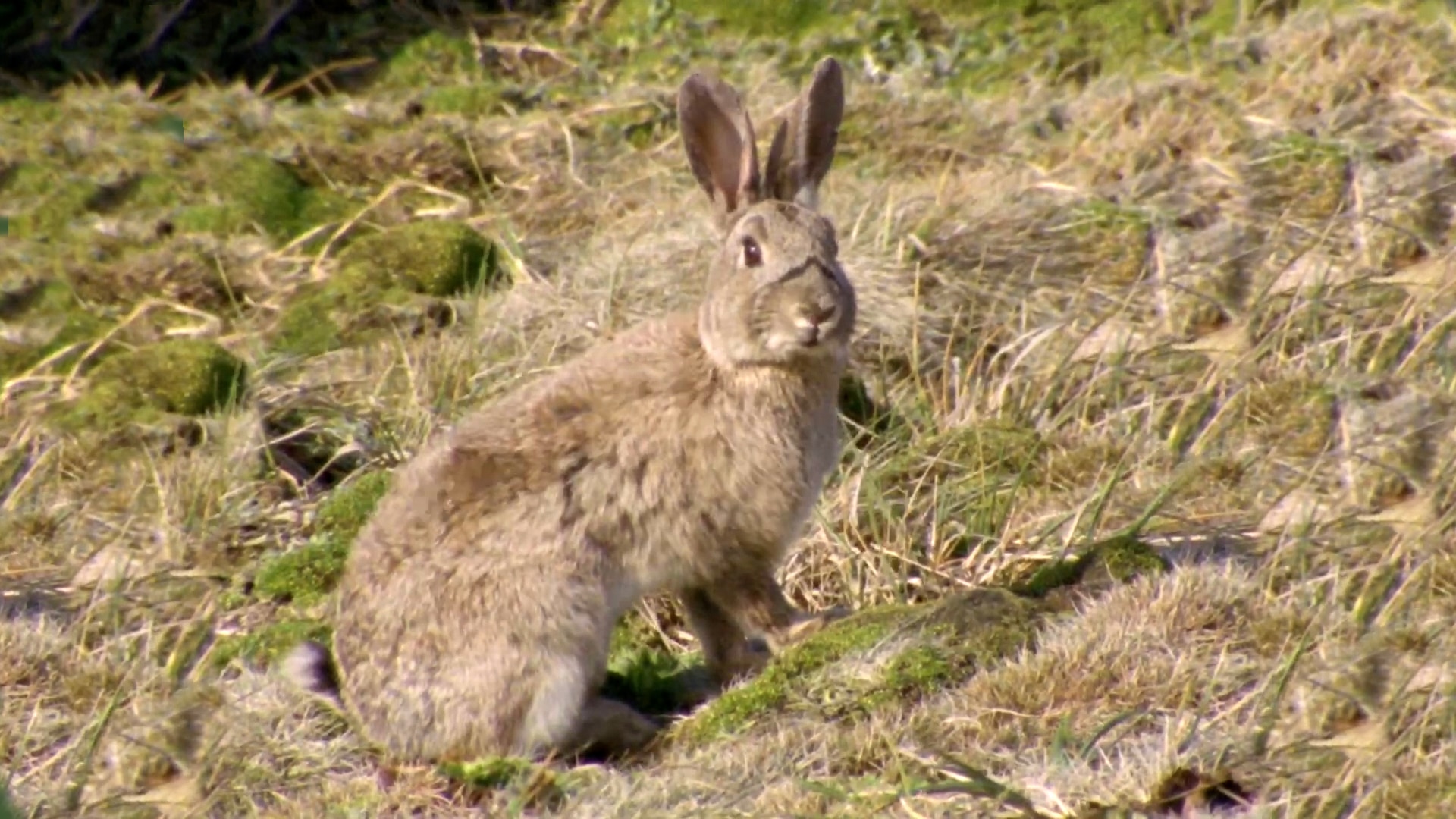 Eat the Invaders: Rabbits - ABC Education