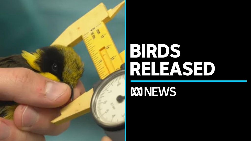 Conservation program releases colourful, endangered native birds back ...