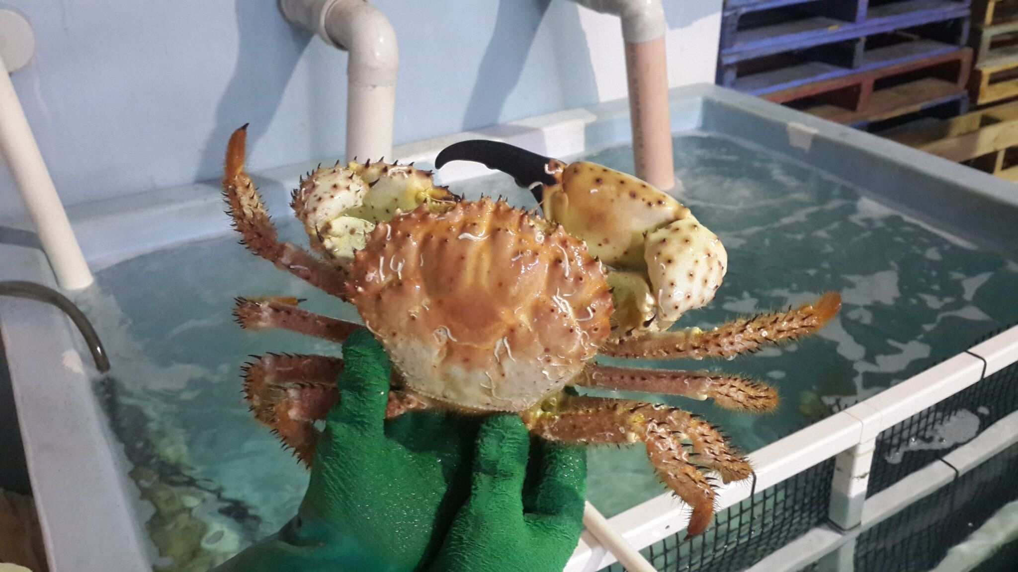 WA seafood exporter Chaceon looks to establish market for spiny crab ...