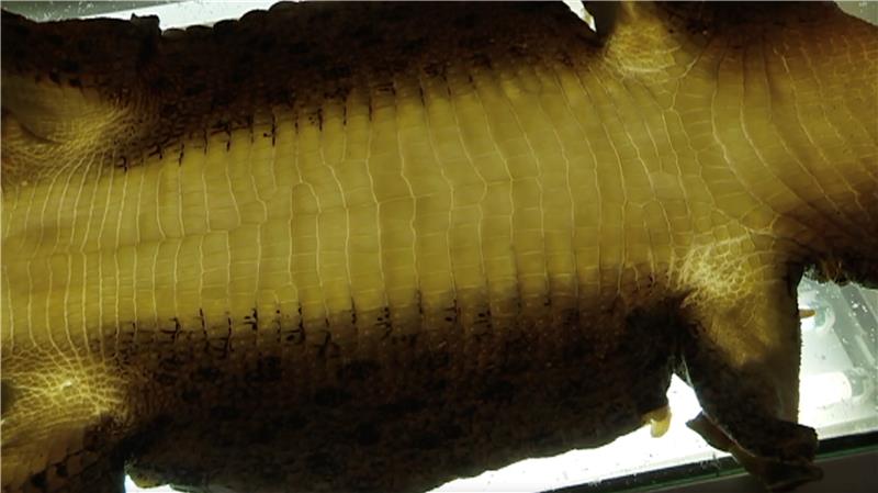 New research aims to reduce waste and improve animal welfare in the ...