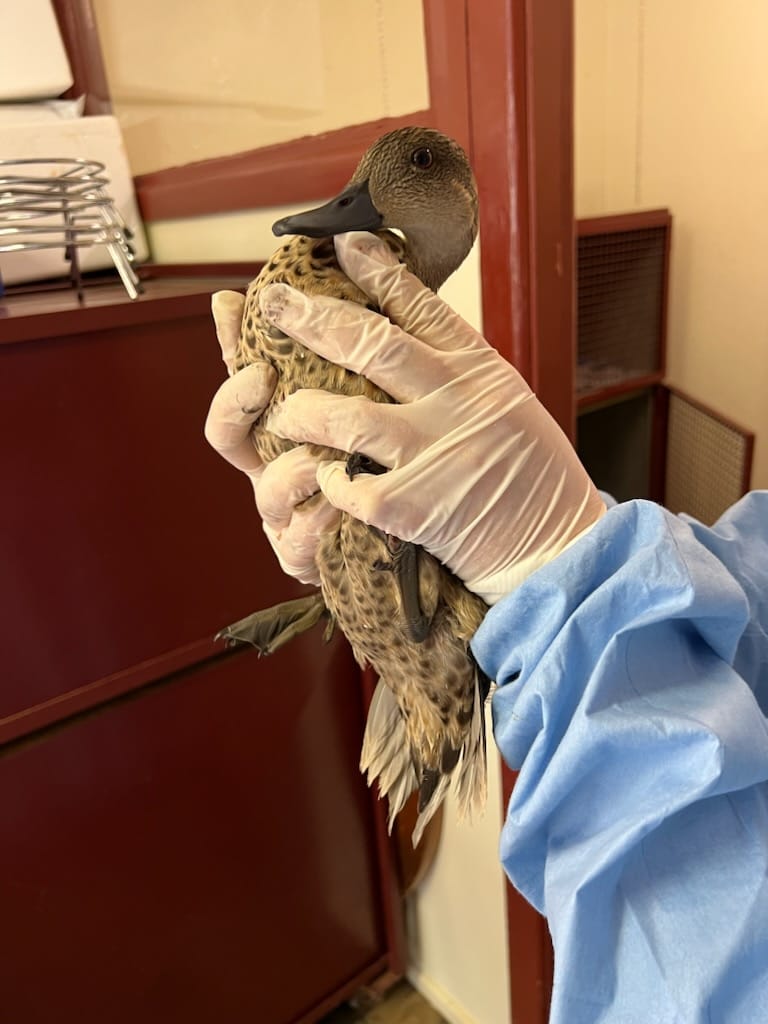 Mystery of around 50 dead ducks in western NSW town of Cobar - ABC News