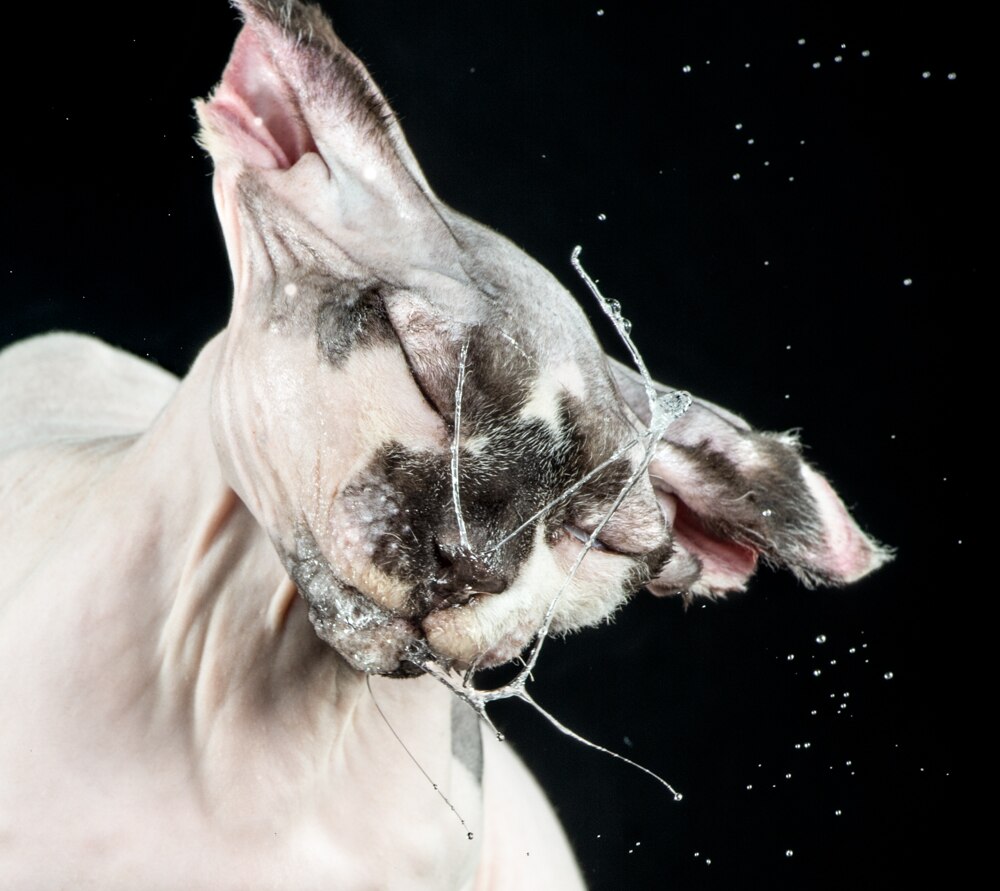 Shake Cats: Portland photographer Carli Davidson captures felines ...