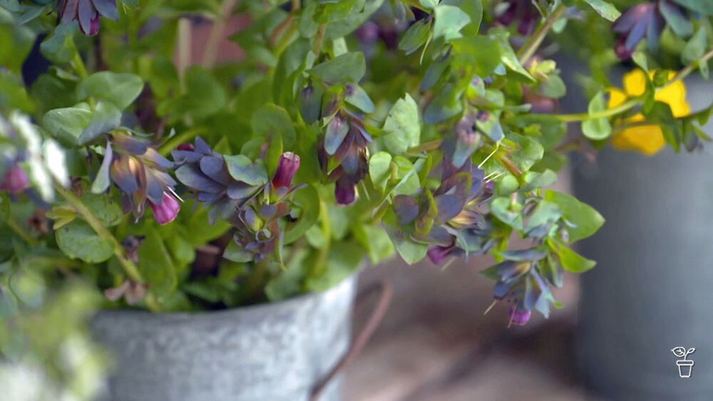 Top Tip: Growing Ginger in Pots - Gardening Australia