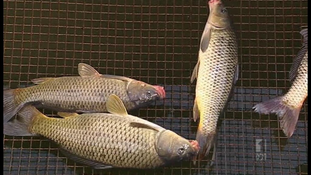 Carp infestation lurks beneath Murray-Darling - ABC News