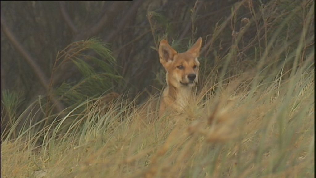 Queensland Government announces updated dingo management plan for ...