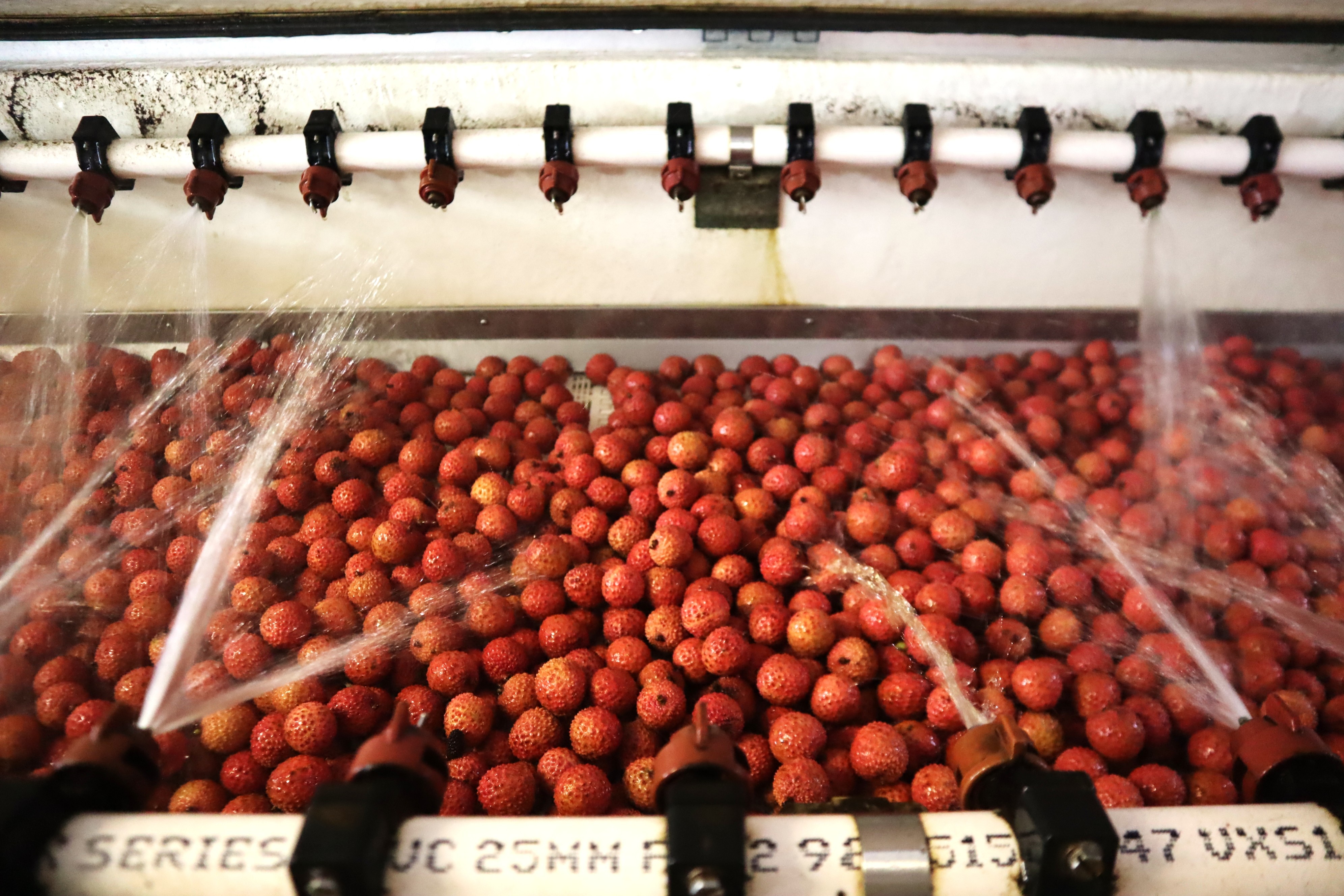 Rain-hit orchards still producing 'best quality' lychees in time for ...