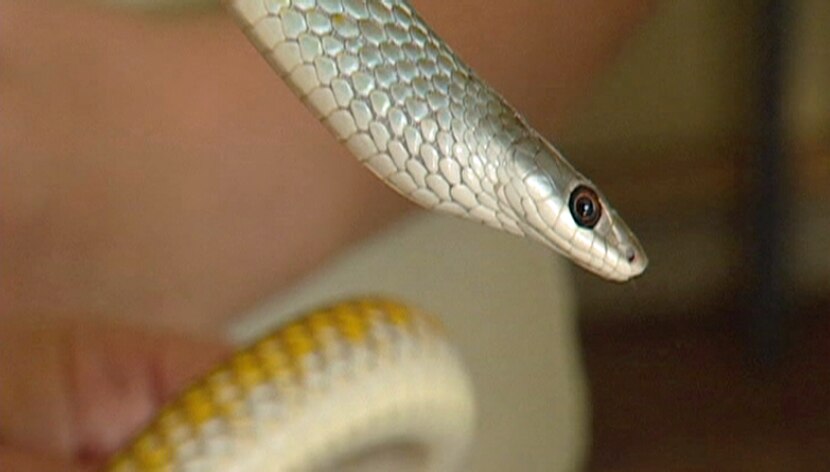 Snake on a plane - ABC News