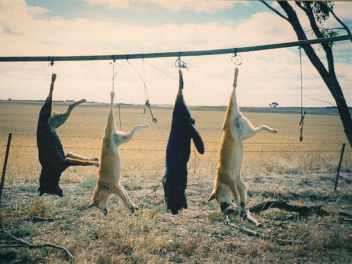 ABC rural reporters clean sweep international awards - ABC News