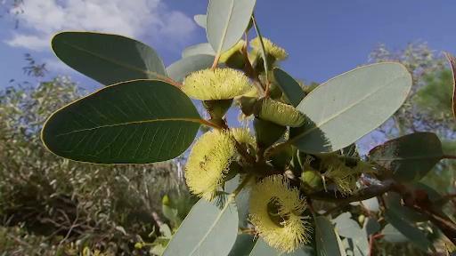 Gardening Australia: Bell-fruited Mallee tree - ABC Education