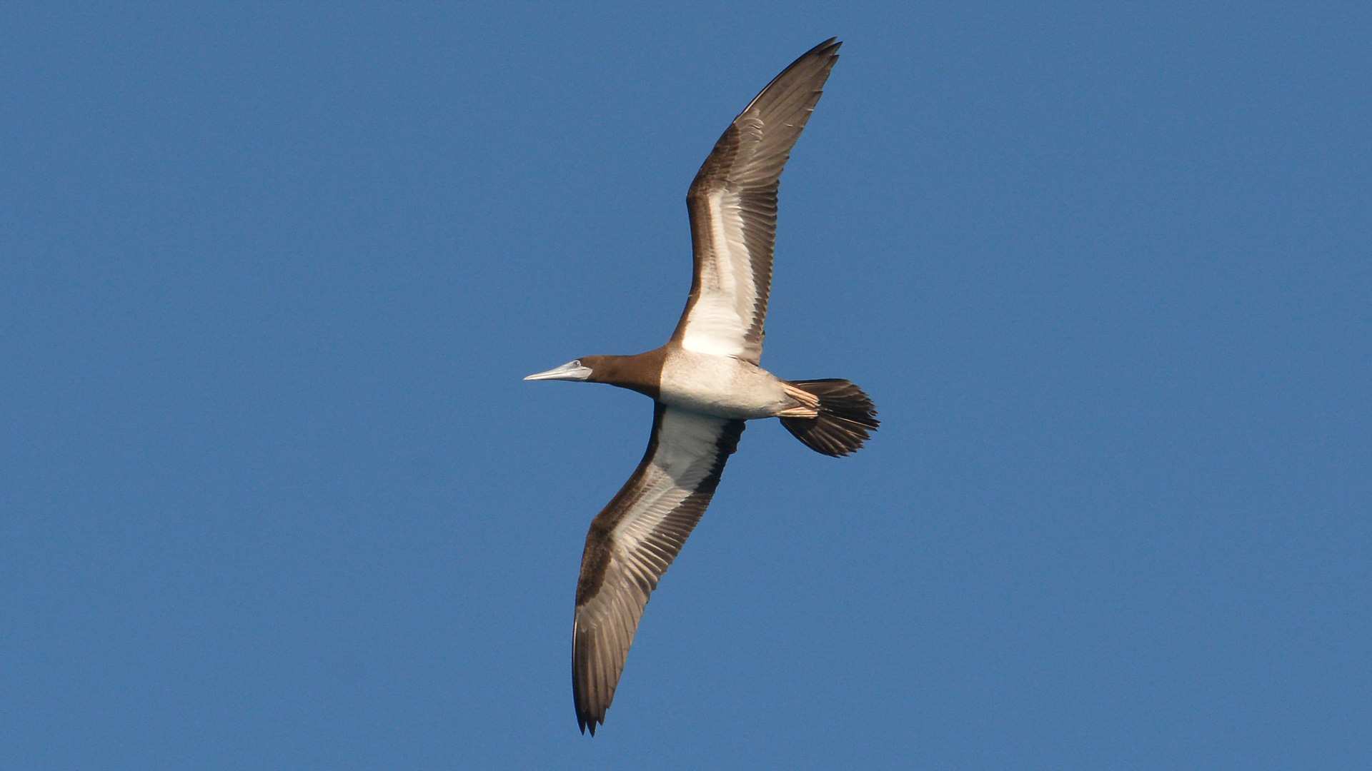 CSIRO's Investigator voyages through Coral Sea to map seafloor and ...