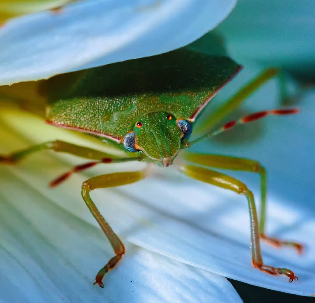 Gardening talkback: Getting rid of green shield beetles - ABC listen
