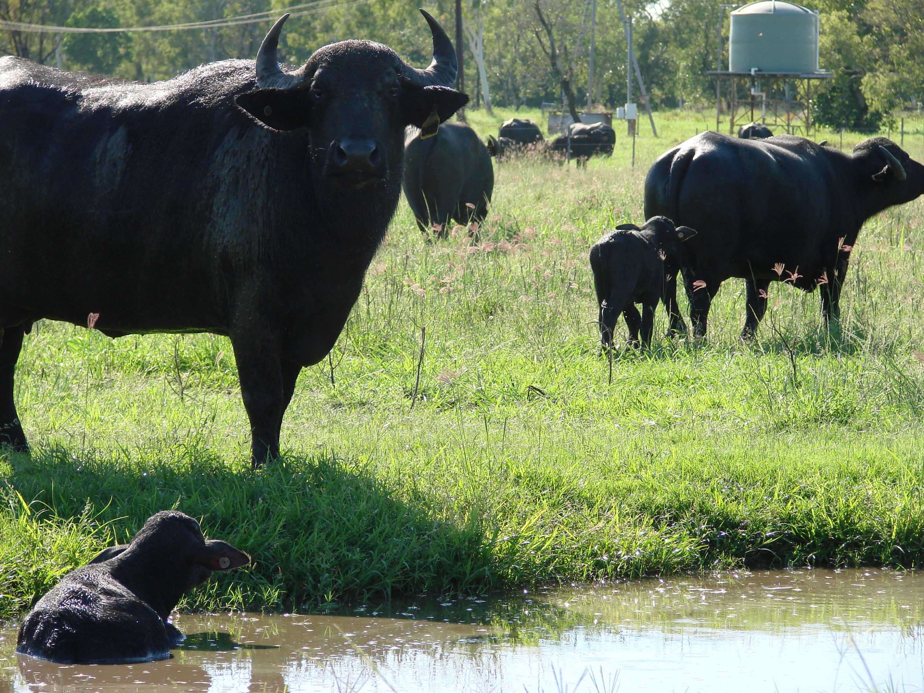 Baby boom for one of Australia's largest buffalo farms - ABC News