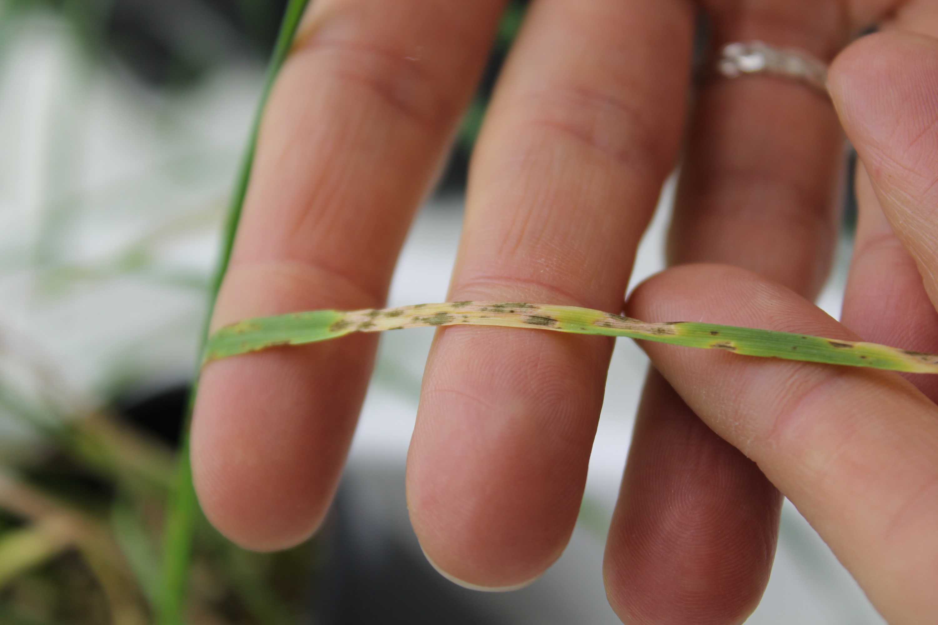 Wheat growers asked to watch out for yellow spot disease to protect ...