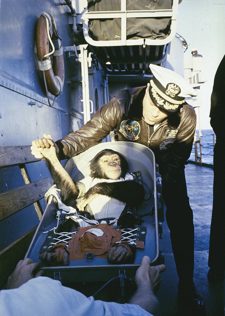 Apes, robots and men: the life and death of the first space chimp - ABC ...
