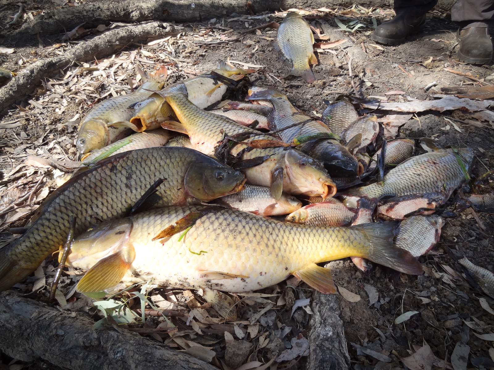 Throw it out or throw it back? What to do with dead carp - ABC Mildura ...