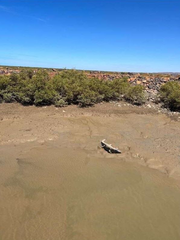 Fake croc photo causes stir on social media, but Pilbara authorities ...