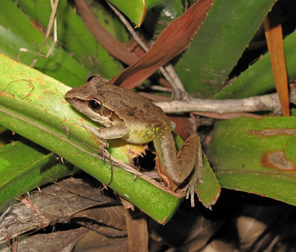 Citizen scientists needed to record frog sounds via app developed by ...