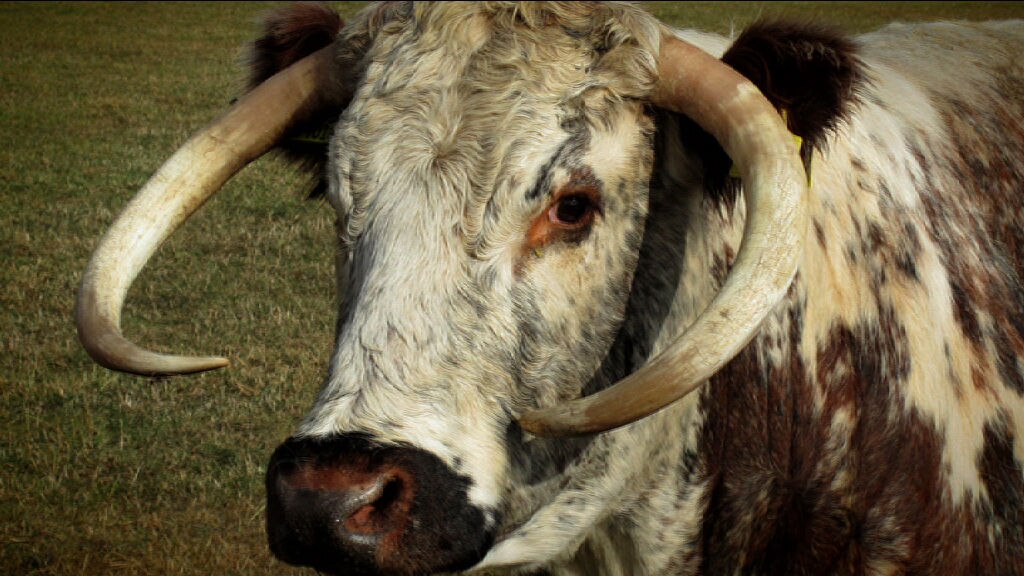 Rare Beef - ABC News