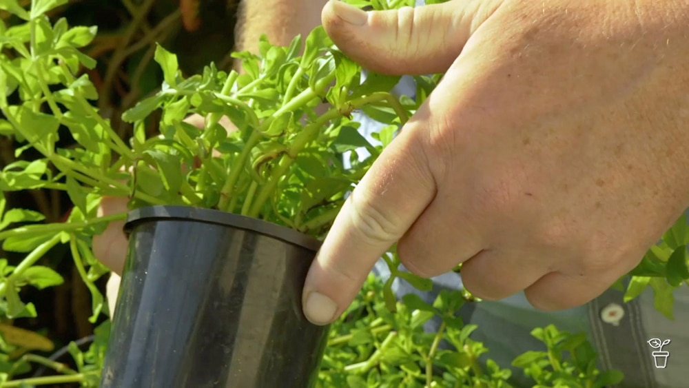 Plant Profile: Rice Paddy Herb - Gardening Australia