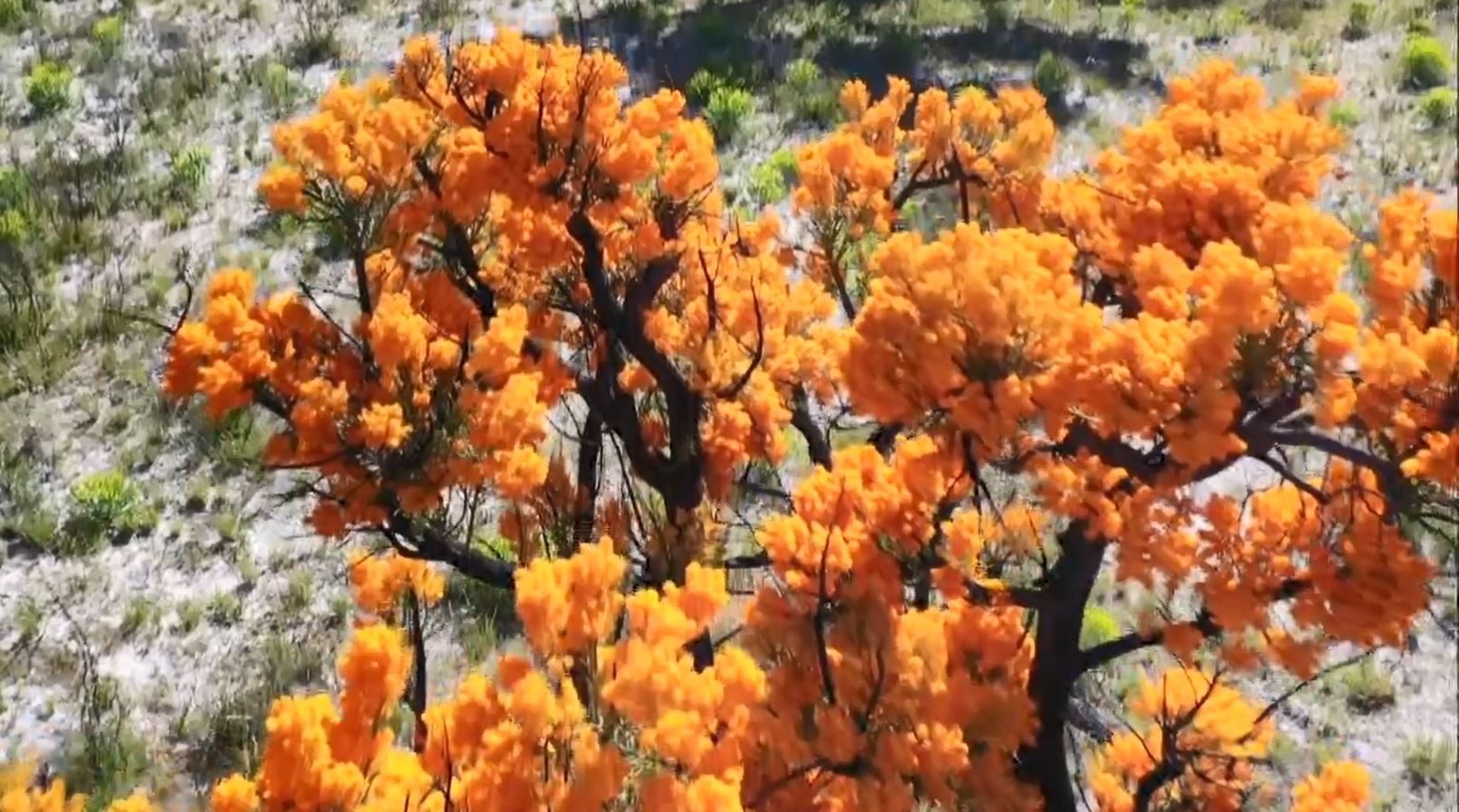 Moodjar tree - ABC News