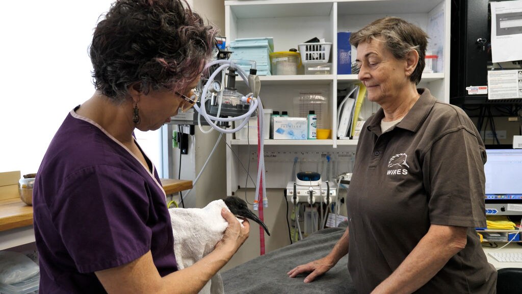 WIRES looking for more ibis carers - ABC News