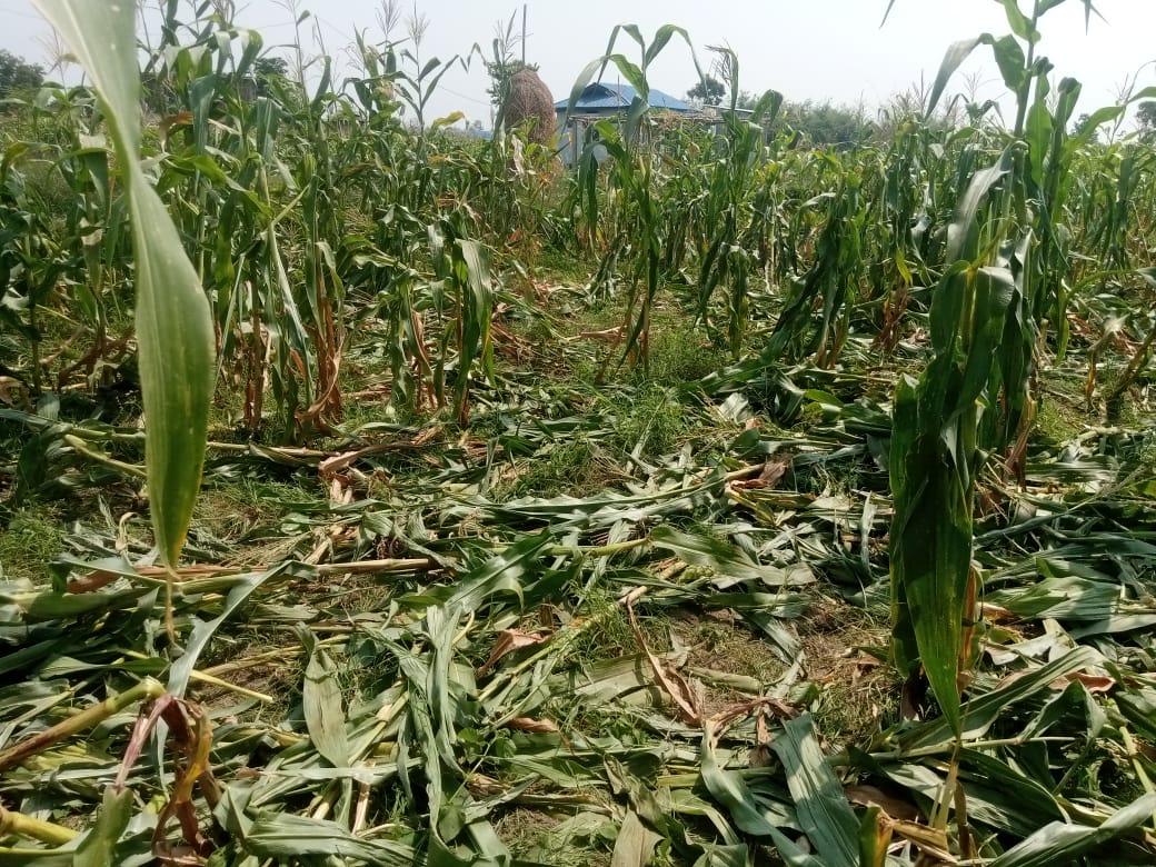 ‘The elephant started to spin his trunk’: The farmers living side-by ...